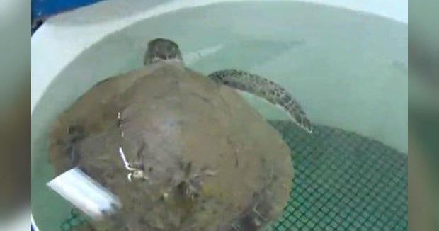 Hundreds of sea turtles stunned by cold weather in Texas - CBS News