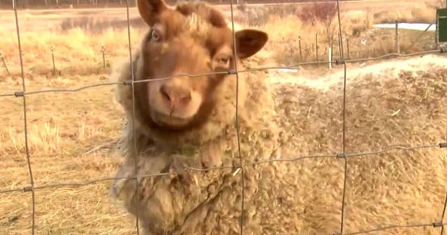 Blind sheep inspires many to overcome their challenges - CBS News