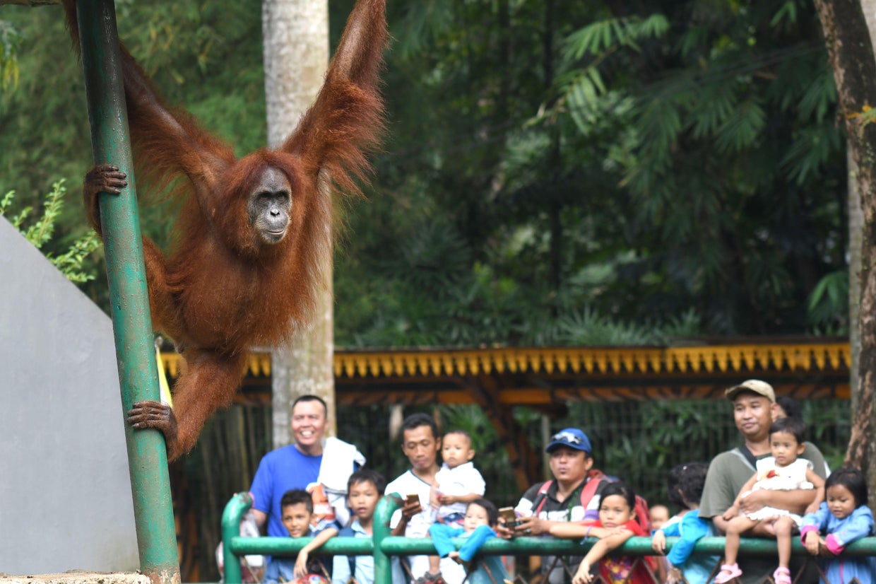 Orangutan killed in Borneo in pellet gun, stabbing attack; 2nd time ...