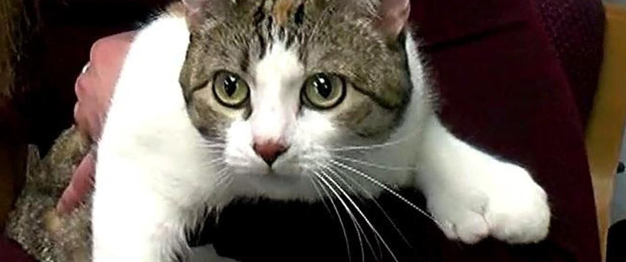 Minnesota feline ties Guinness World Record for most toes on cat - CBS News