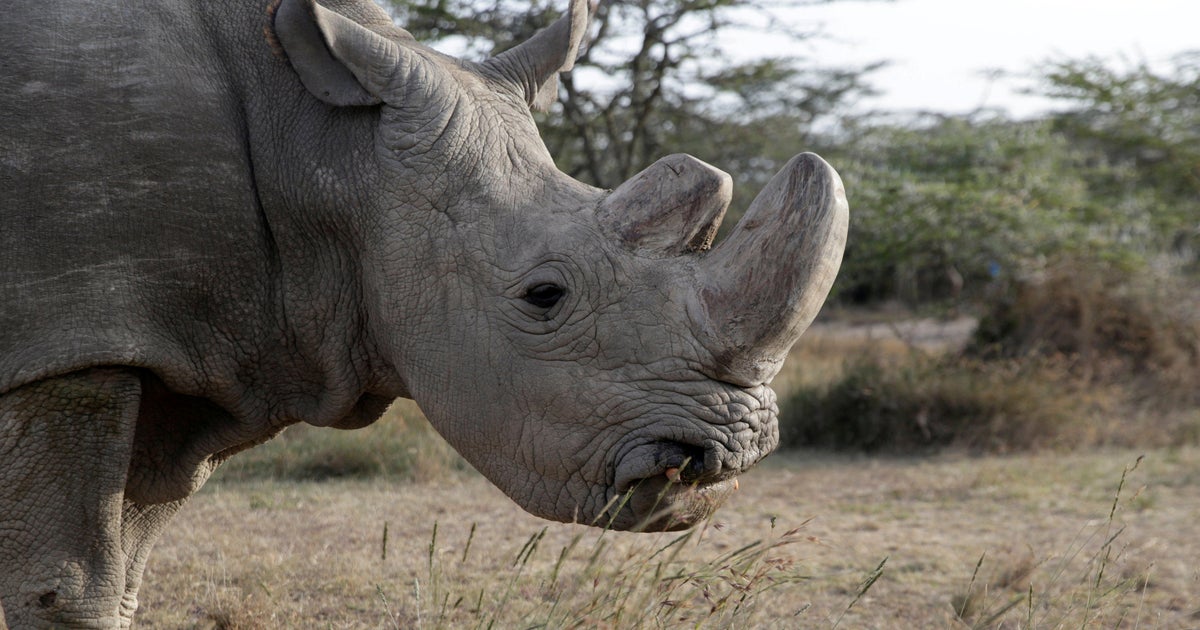 Sudan, the last male northern white rhino dies in Kenya - Ol Pejeta ...
