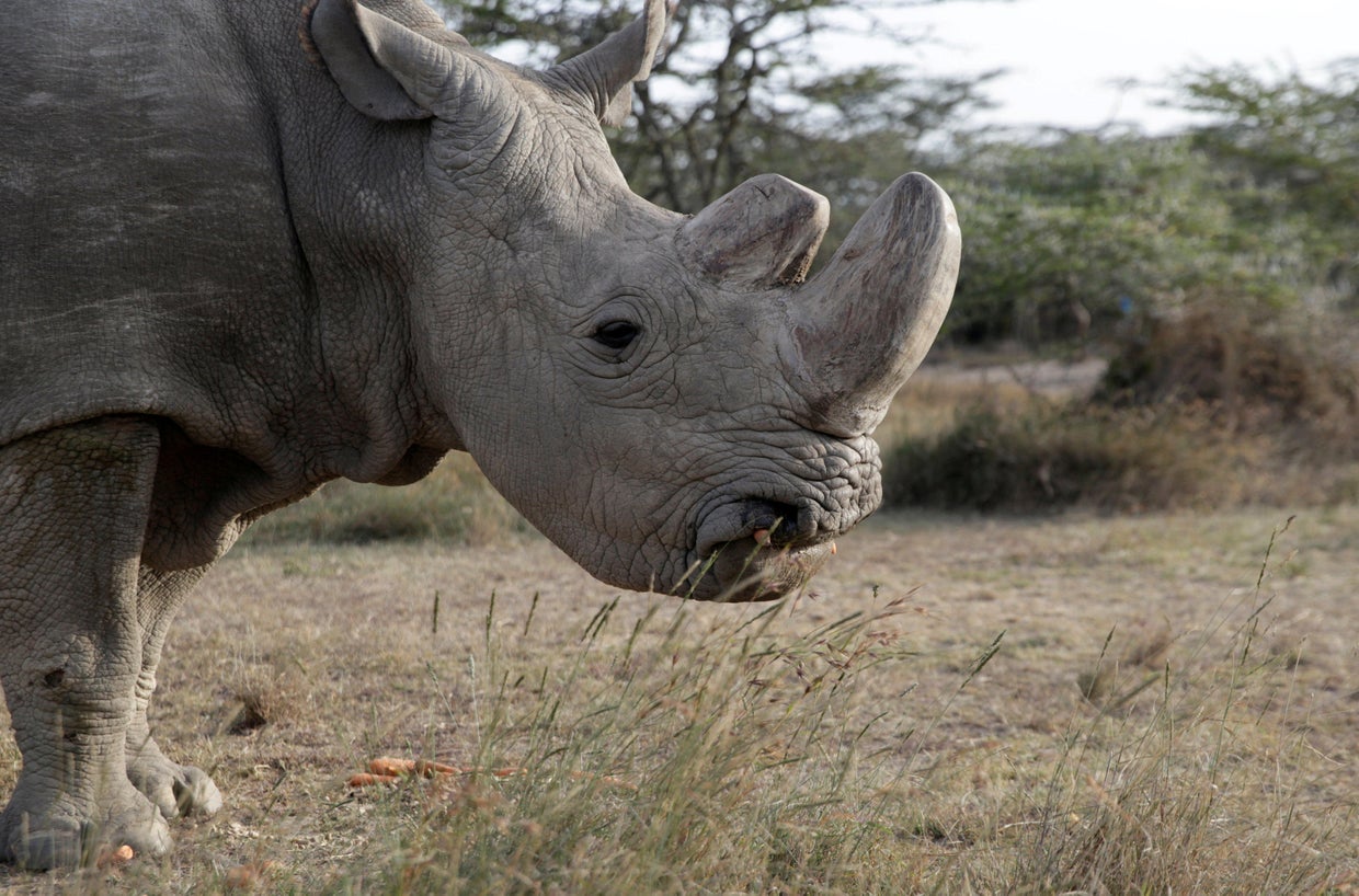 Sudan, the last male northern white rhino dies in Kenya - Ol Pejeta ...