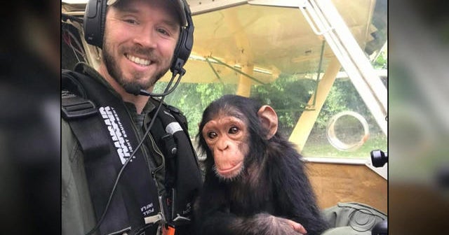 Pilot rescues baby chimpanzee from poachers in Africa - CBS News