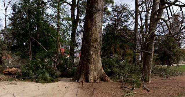 Nor'easter knocks down 227-year-old tree at George Washington's estate ...