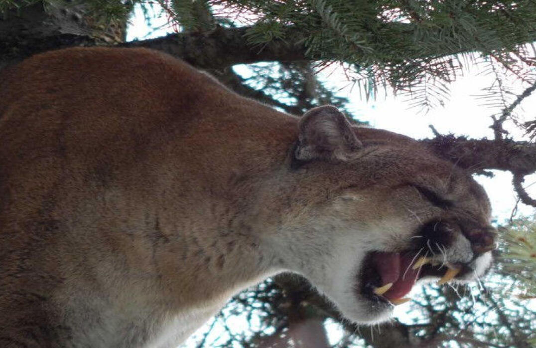 "Monster" 197-pound cougar captured by Washington state biologists ...