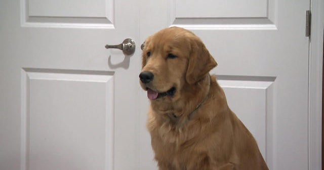Study of 3,000 golden retrievers takes aim at high cancer rates - CBS News