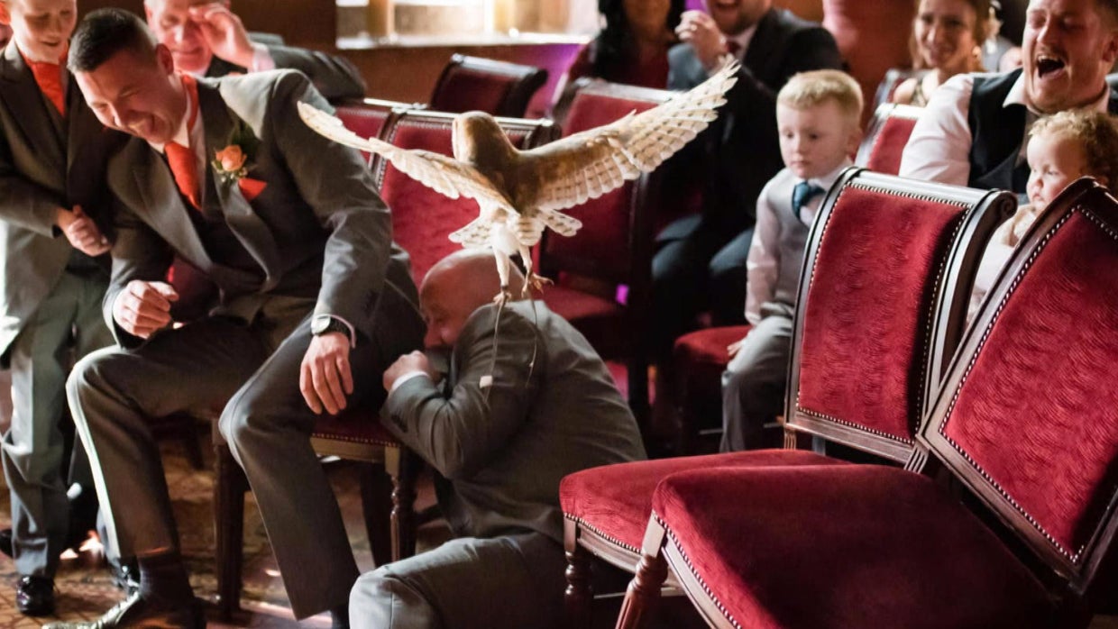 Ring-bearing owl pulls "party fowl" at wedding, attacks groomsman - CBS ...