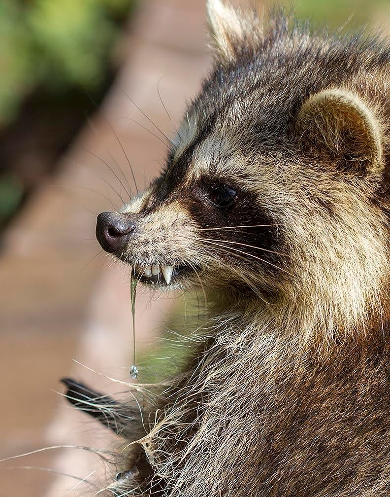 "Zombie-like" raccoons terrorize Ohio town