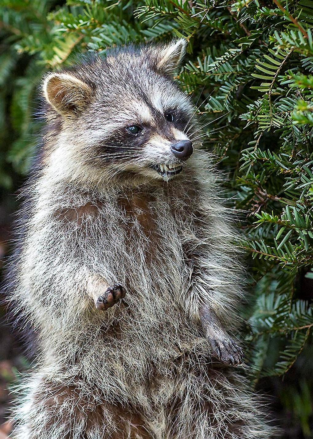 "Zombie-like" raccoons terrorize Ohio town