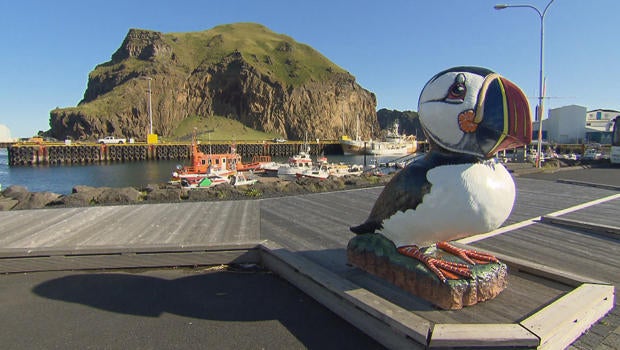A children's puffin rescue squad - CBS News