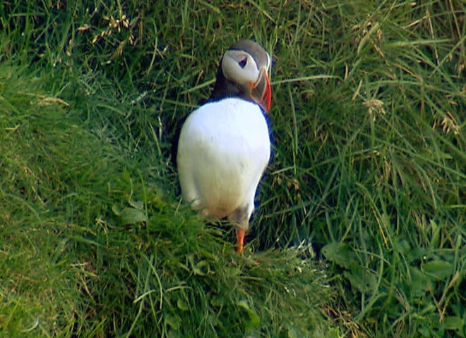 A children's puffin rescue squad - CBS News