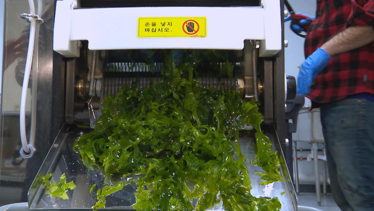 Seaweed farming and its surprising benefits - CBS News
