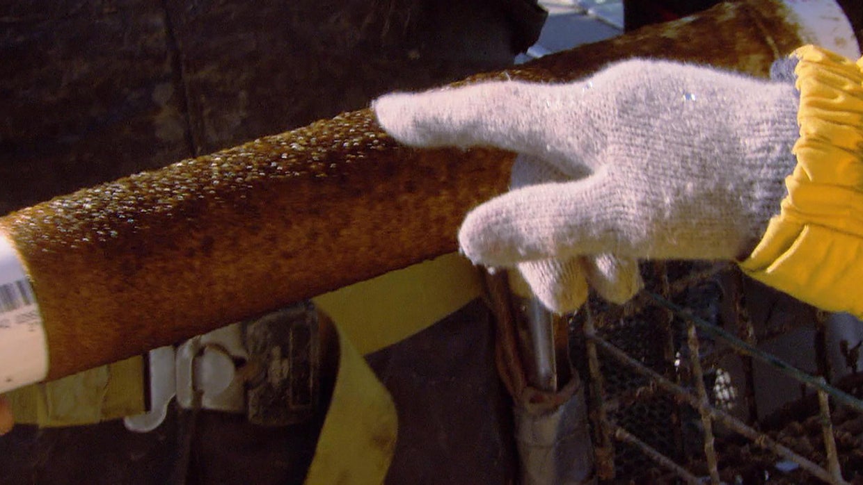 Seaweed farming and its surprising benefits - CBS News