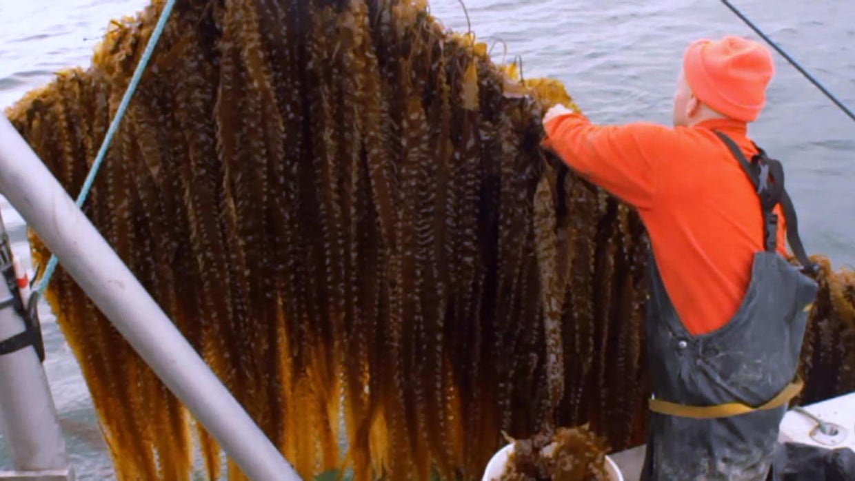 Seaweed farming and its surprising benefits - CBS News