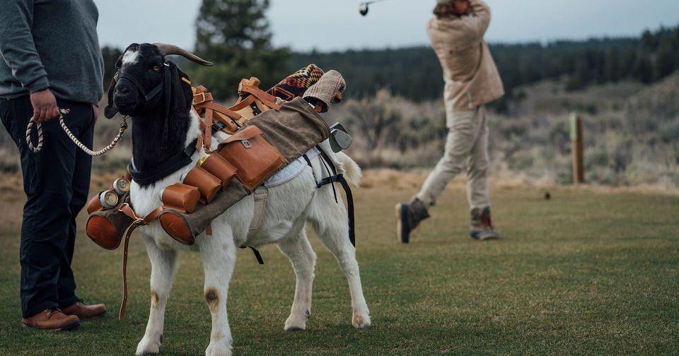 Play golf with a goat caddie at this Oregon ranch - CBS News