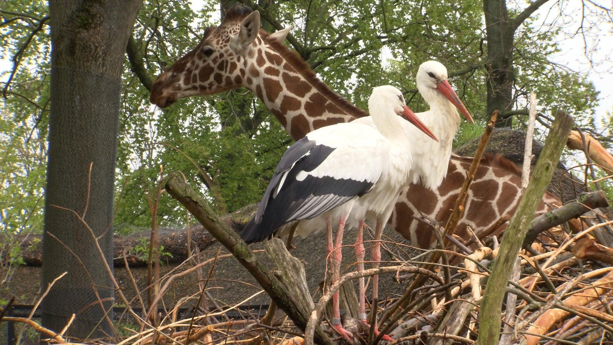 Matchmaking for zoo animals - CBS News