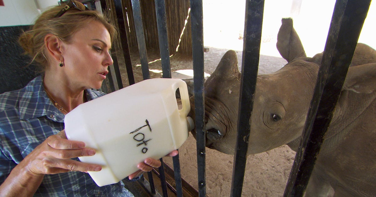 Helping orphaned rhino find their way - CBS News