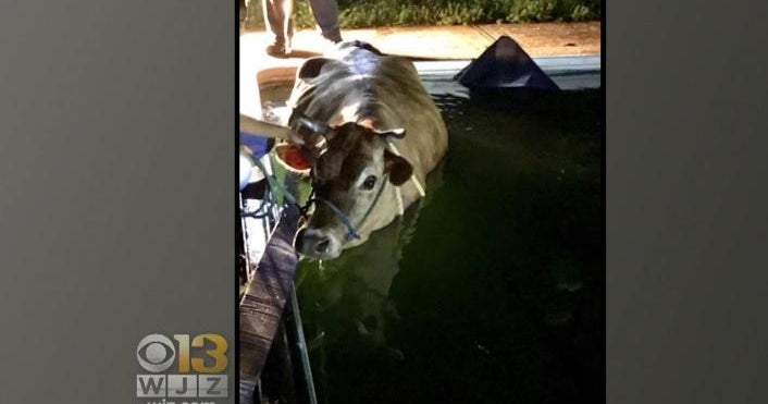 Cow rescued from pool at Maryland home - CBS News