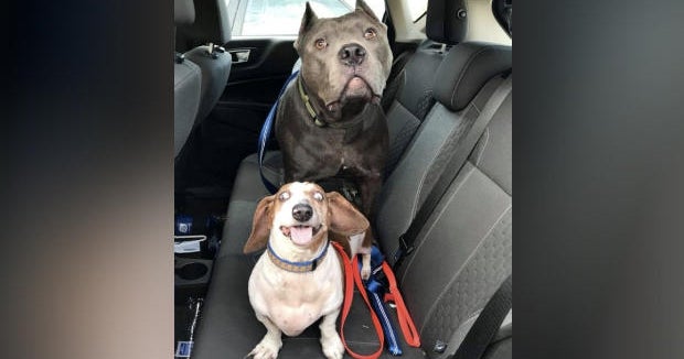 Blind dachshund and pit bull who acts as his "guide dog" have found a ...