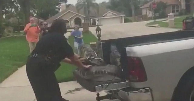 WATCH: Feisty alligator head-butts Florida Fish and Wildlife official ...