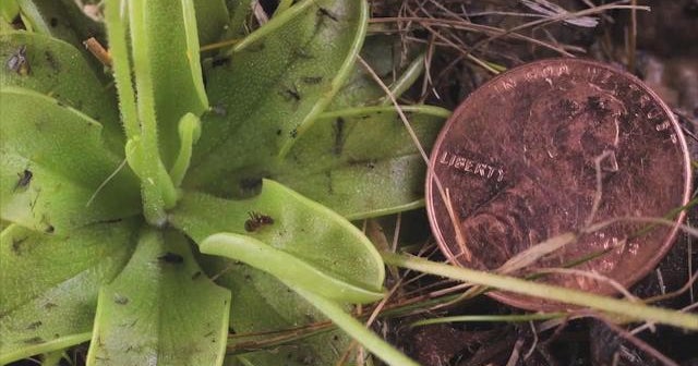Nature up close: The carnivorous Butterwort plant - CBS News