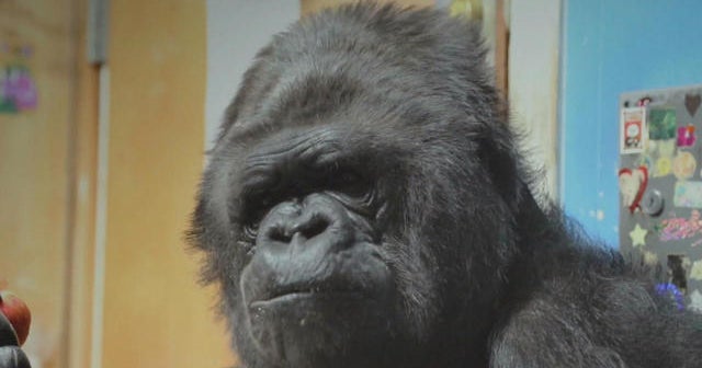Remembering the human side of Koko the gorilla - CBS News