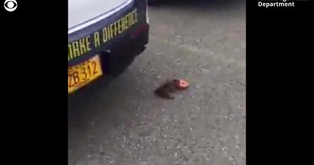 Caught on video: Squirrel steals donut from Alaska cop - CBS News