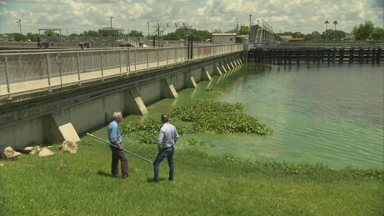 Toxic algae a slimy mess for Florida's Lake Okeechobee - CBS News