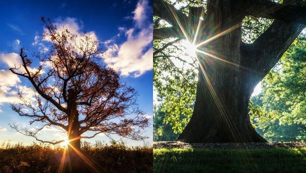 Rooted in history: Gettysburg's "Witness Trees" - CBS News