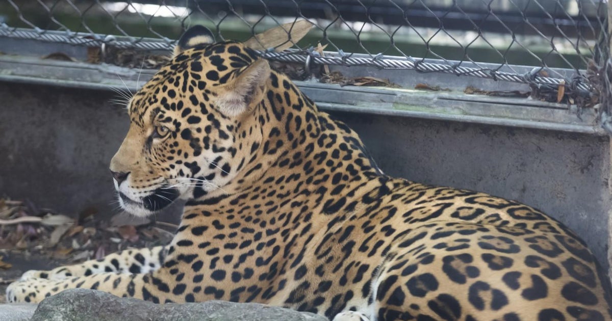 Audubon Zoo jaguar escape: More animals die after jaguar attacks ...