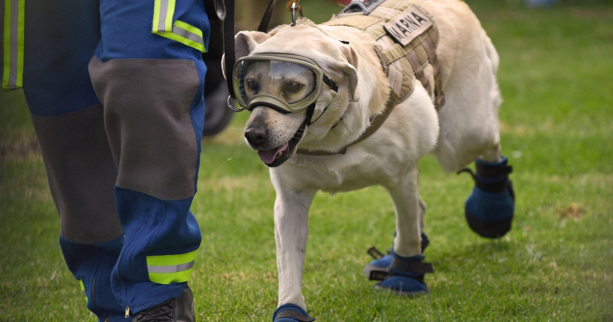 Frida the hero dog gets her own statue for saving people in wake of ...