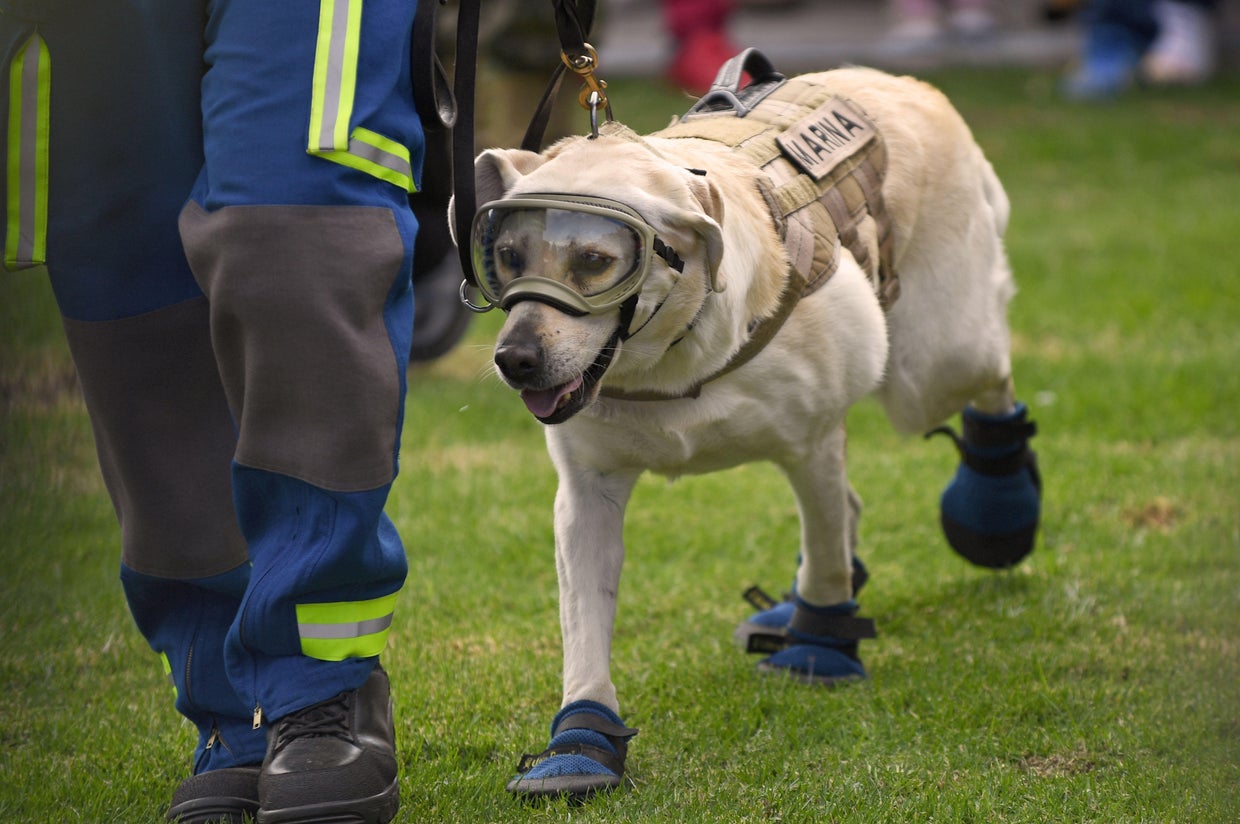 Frida dog Mexico: Frida the hero rescue dog — who became a symbol of ...