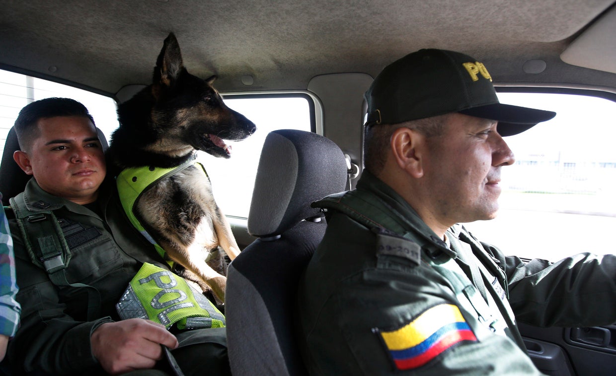 Sombra drug dog: The Colombian cartel just put a $70K bounty on this ...