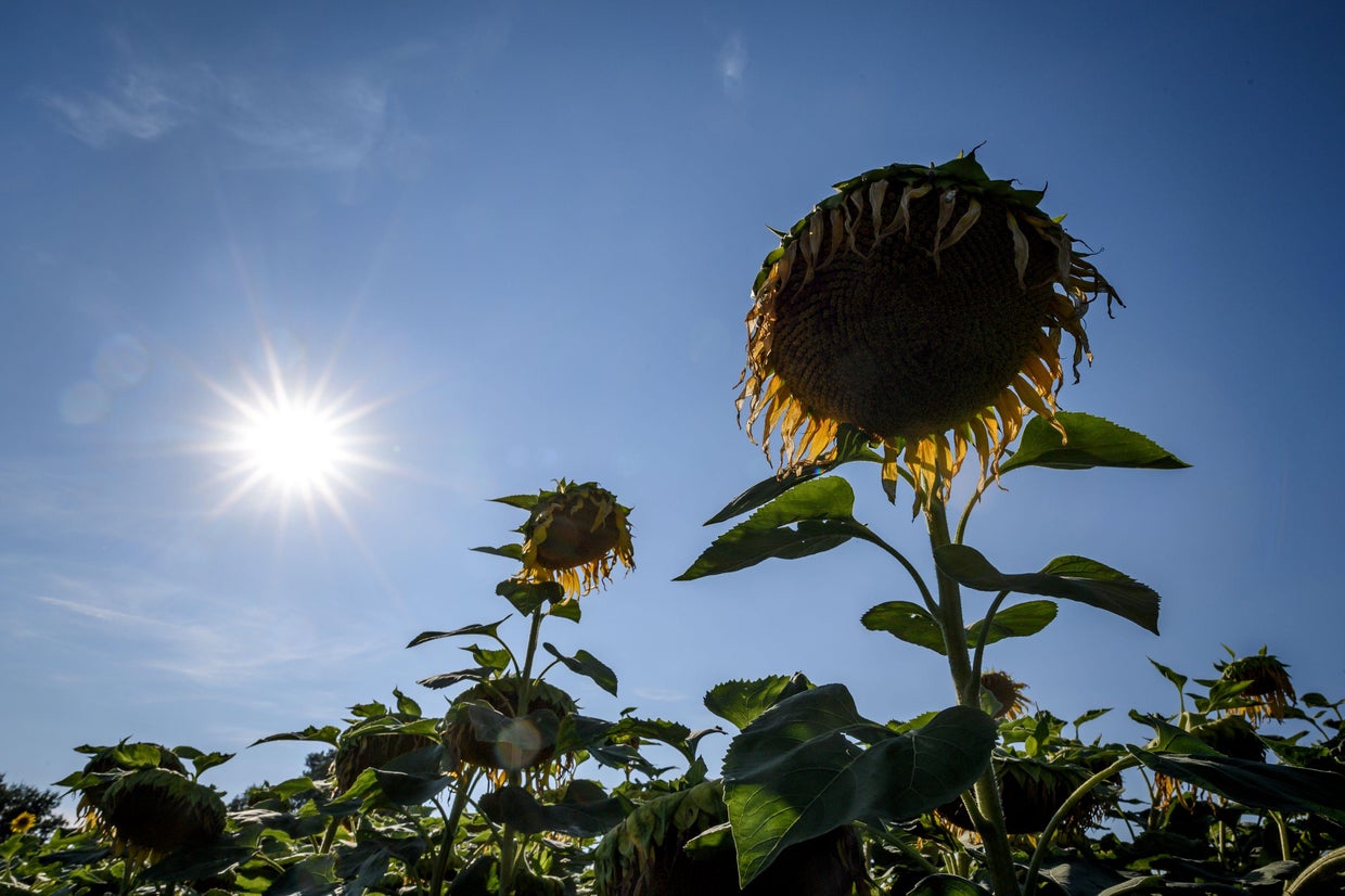 Record-breaking heat and fires are worsened by climate change ...