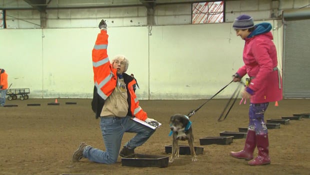 On the hunt with truffle-sniffing dogs - CBS News