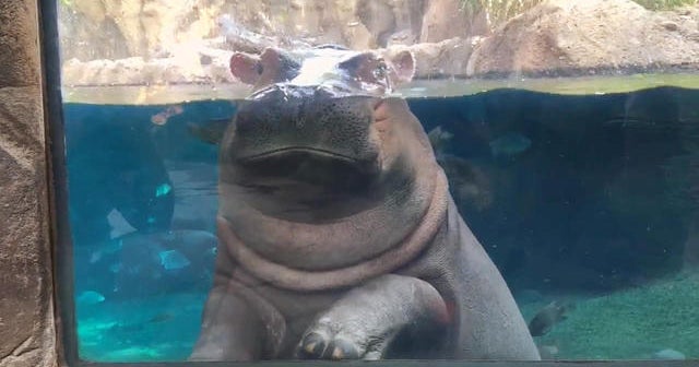 Fiona the Hippo now starring in new children's book - CBS News