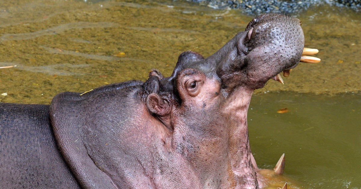 Police investigate viral video of man smacking hippo at Los Angeles Zoo ...