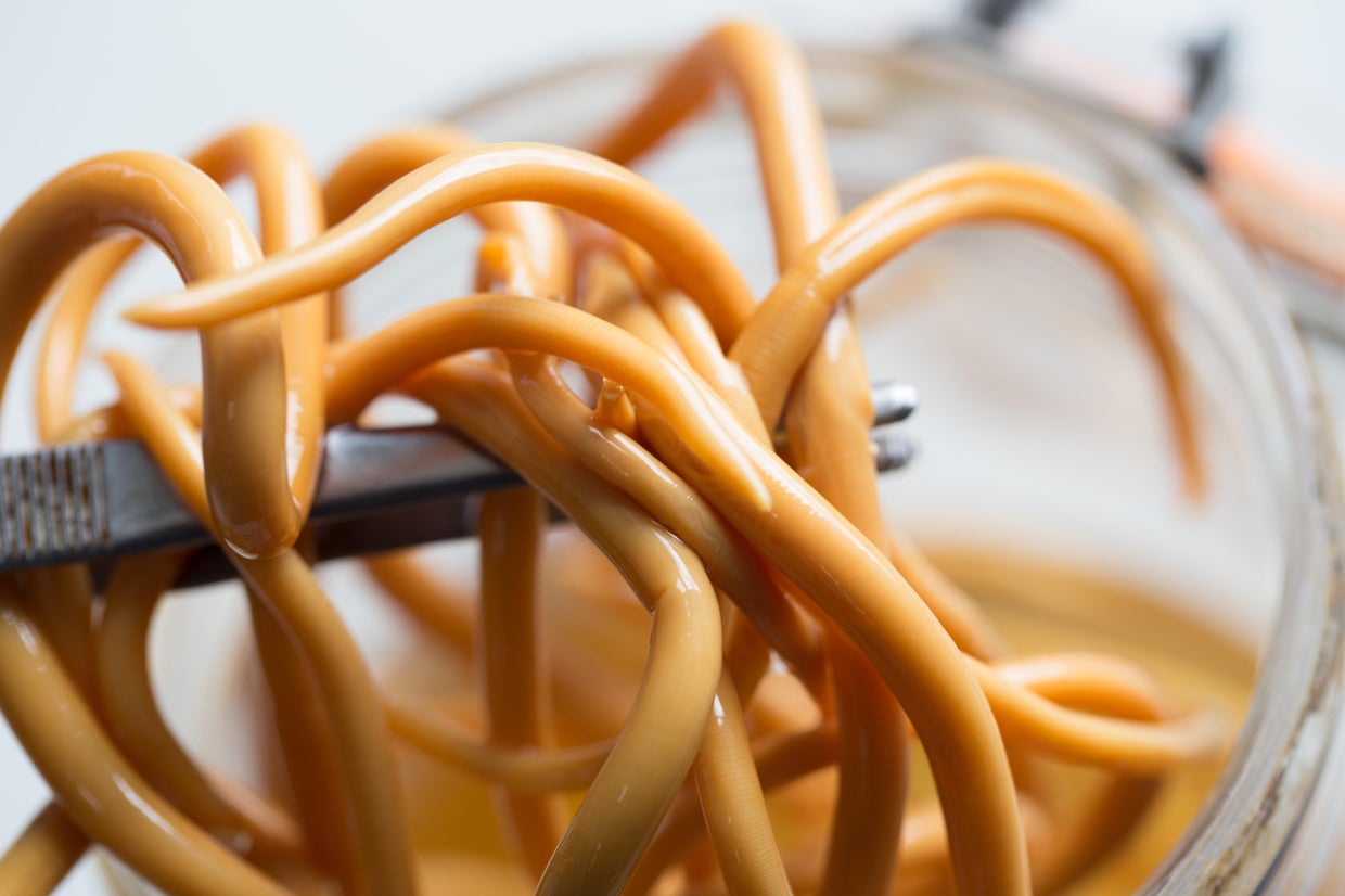 The 20 deadliest animals on Earth, ranked (WARNING: GRAPHIC IMAGES)