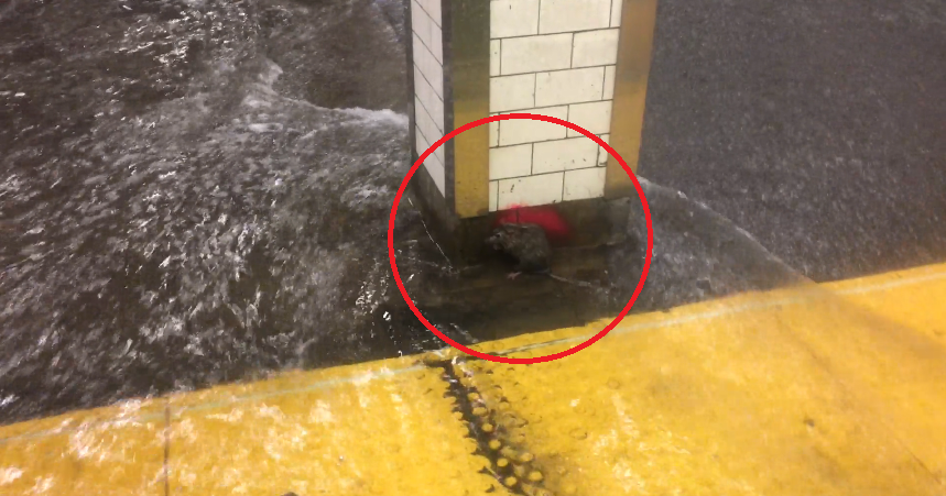 New York City "flood rat" goes viral on Reddit, takes the internet by ...