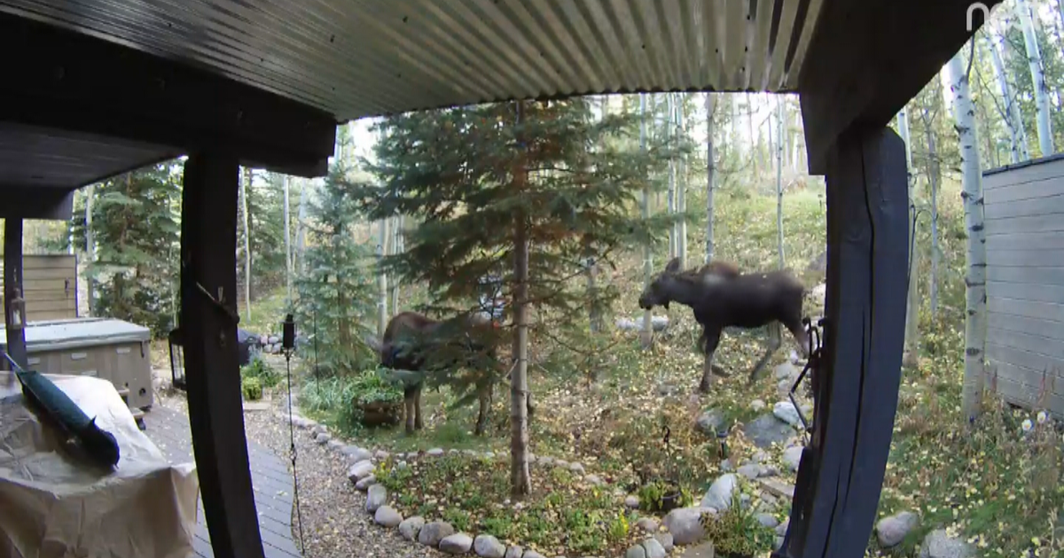 Moose Visit Silverthorne Home, Snack On Some Flowers - CBS Colorado