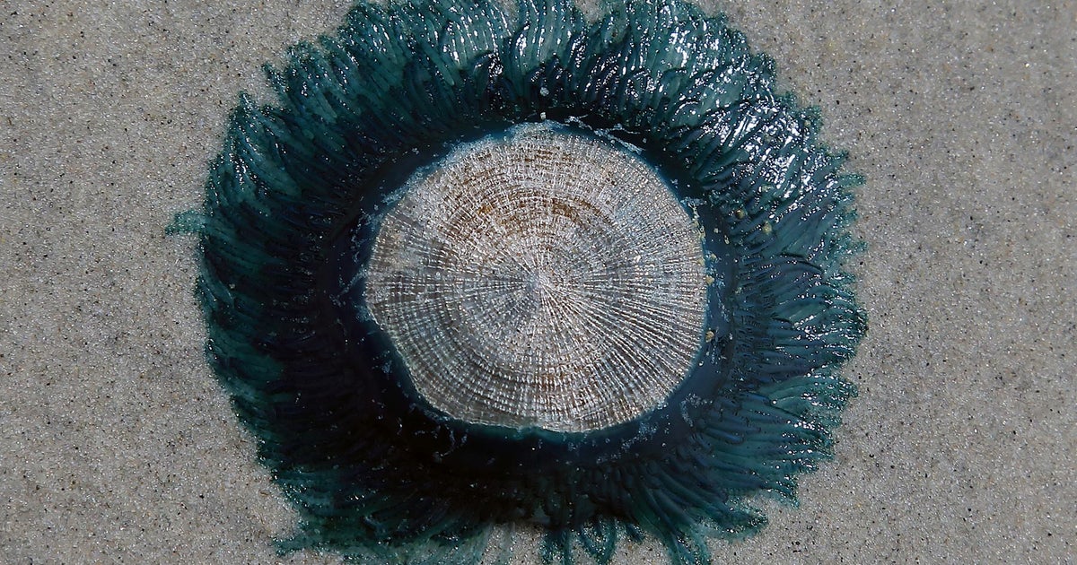 Rare Blue Button Jellyfish Wash Up At Jersey Shore As Result Of ...