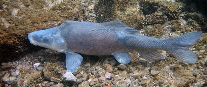 Another Rare Fish Pulled Back From Extinction - CBS Colorado