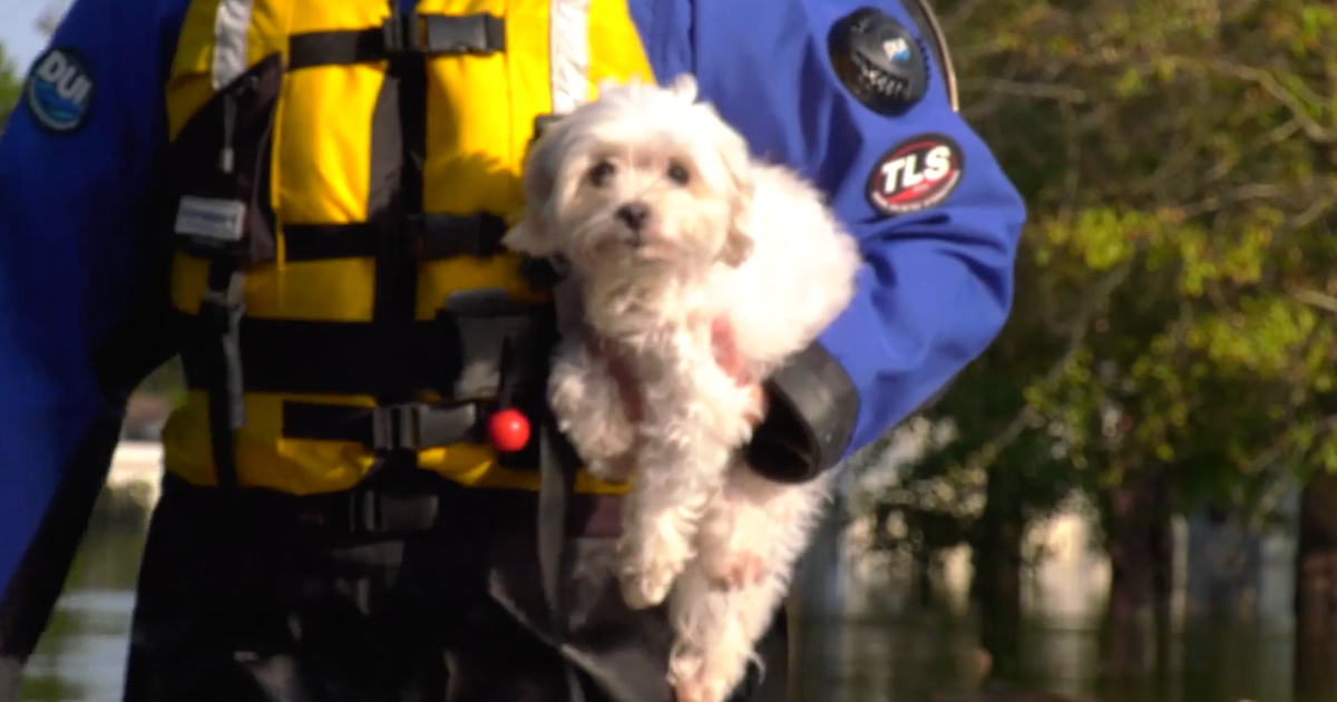 Hurricane Florence: Dog rescued in North Carolina after spending a week ...