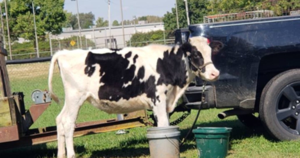 Cow Goes Viral As Backseat Passenger - CBS New York