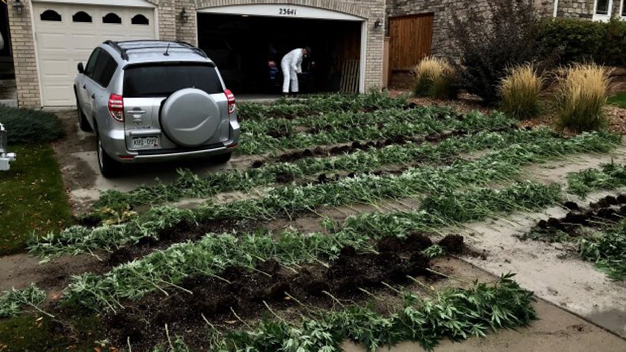 Federal Agents Raid Homes, Bust Several Large Illegal Marijuana Grows ...