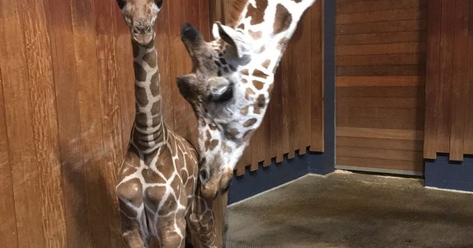 Como Zoo Needs Help Naming Baby Giraffe - CBS Minnesota