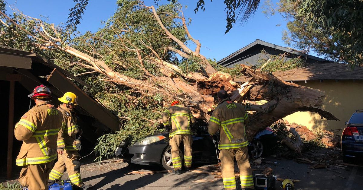 Woman Killed After Large Tree Falls Onto Her Car In Tustin - CBS Los ...