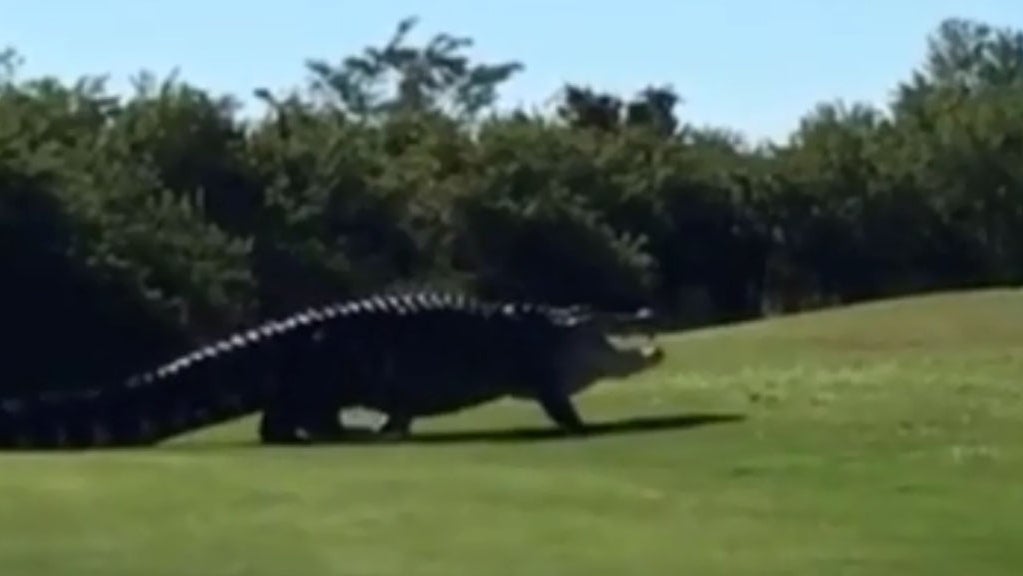 Florida's Famous Giant Gator 'Chubbs' Makes New Appearance - CBS Miami