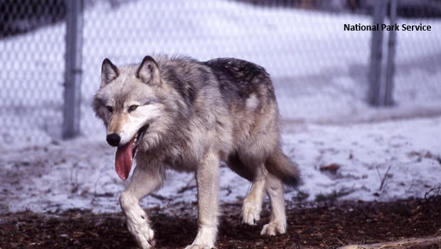 Nature up close: The best wolf ever - CBS News