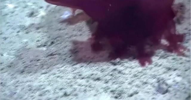 "Headless Chicken Monster" filmed for first time in Antarctic Ocean ...